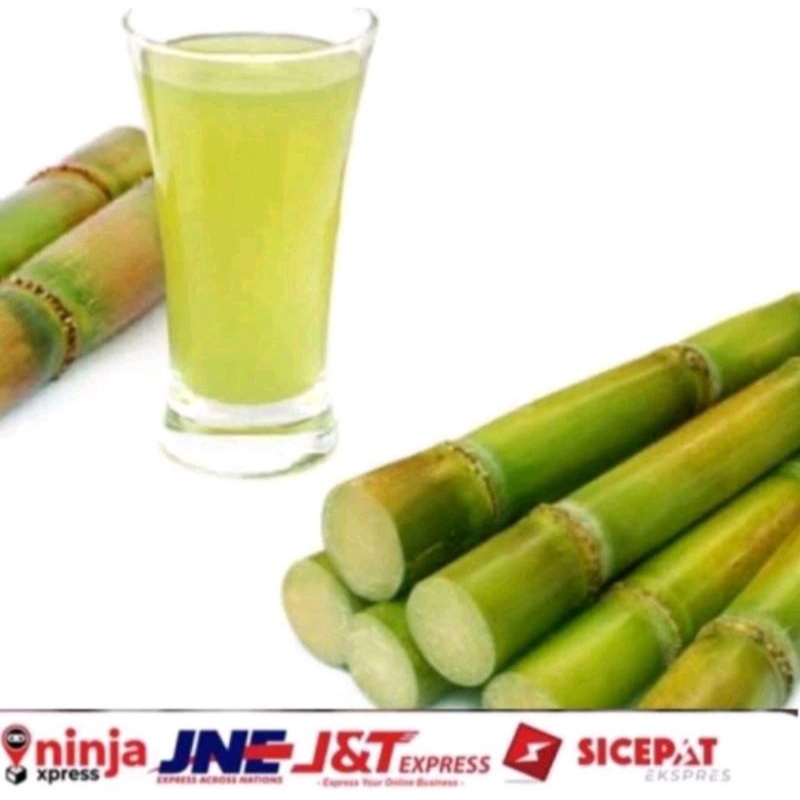 Jual Tebu Hijau bibit tebu hijau stek 40 cm bisa di konsumsi termurah ...