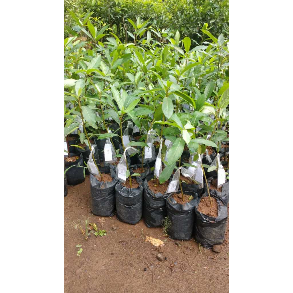 Jual Bibit tanaman loa - Bibit Lowa/loh - tanaman Langka-Ficus Racemosa | Shopee Indonesia
