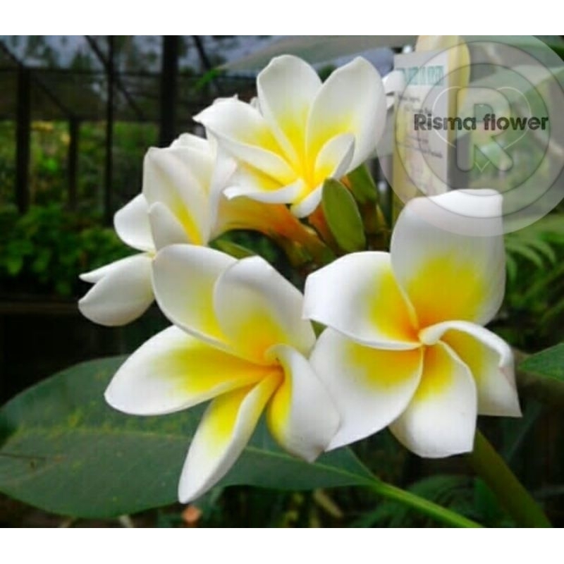 Jual BUNGA KAMBOJA BALI PUTIH KUNING TINGGI ± 1 METER / TANAMAN HIAS ...