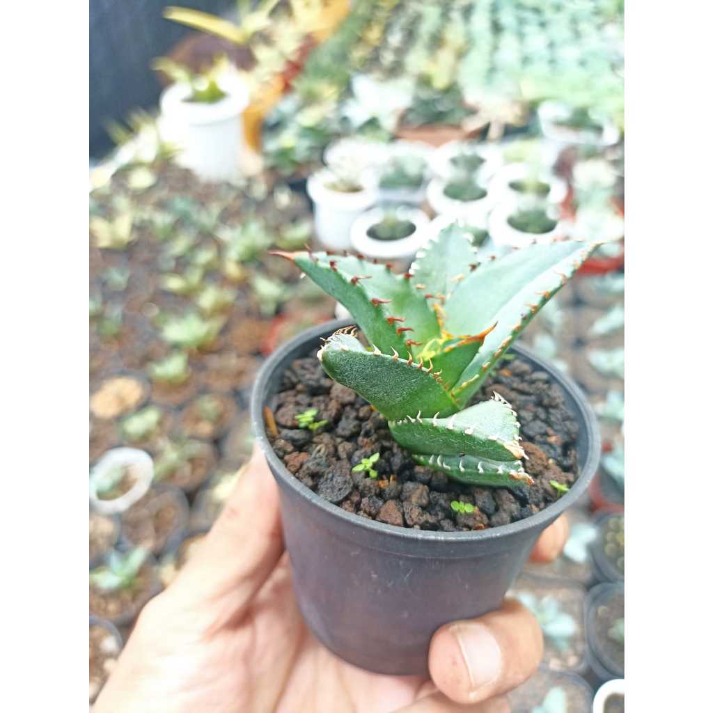 Jual Agave/Titanota/Solat/Green/Sukulen/KaktusMini | Shopee Indonesia