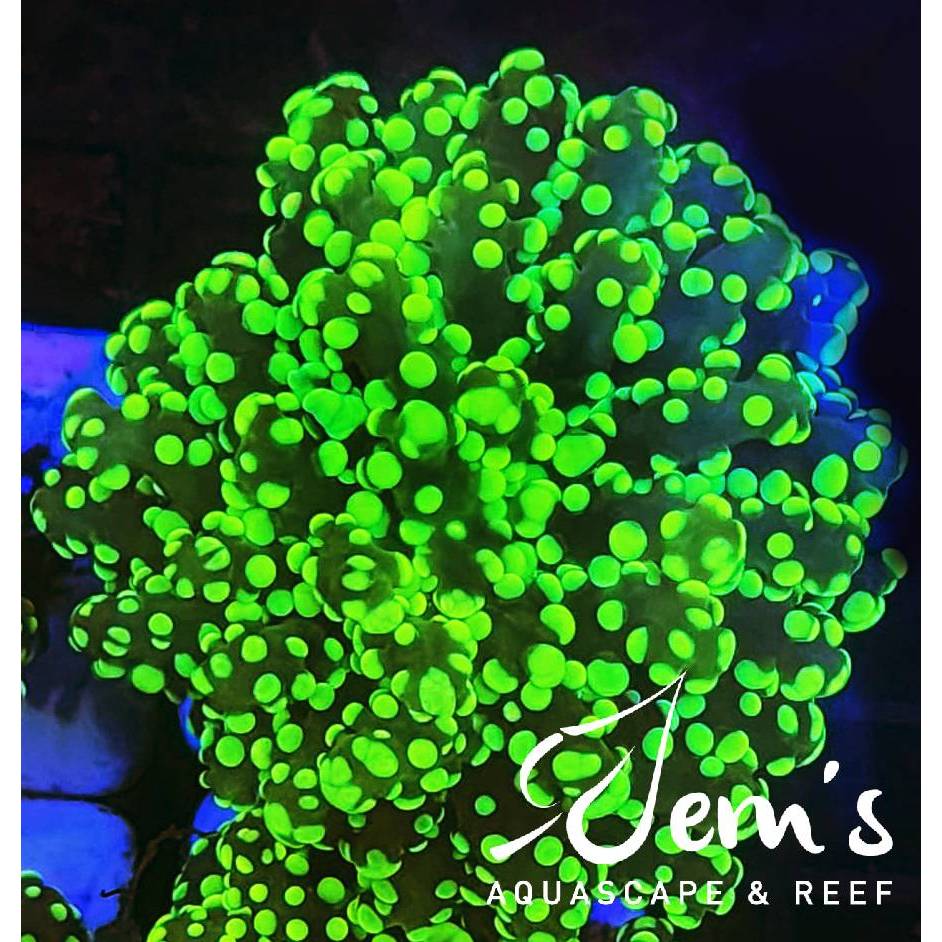 Jual Coral Frag Babut Kuning Metalik (Yellow Frogspawn Coral) | Shopee ...