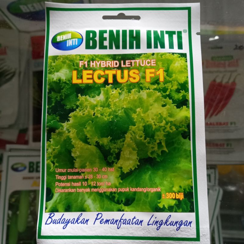 Jual Benih selada hijau LECTUS F1 300 biji original pack | Shopee Indonesia