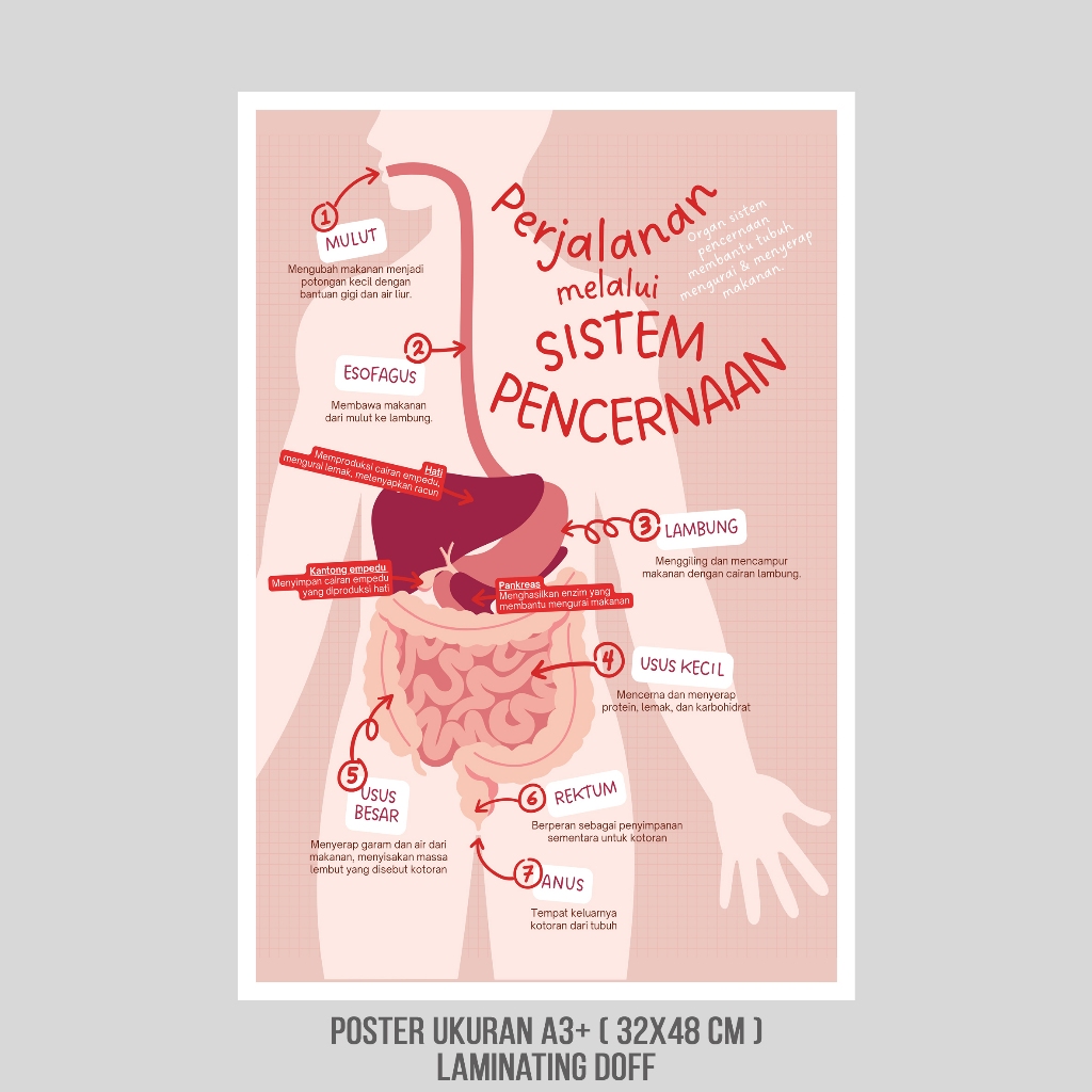 Jual Poster Edukasi Kesehatan Sistem Pencernaan Manusia | Shopee Indonesia