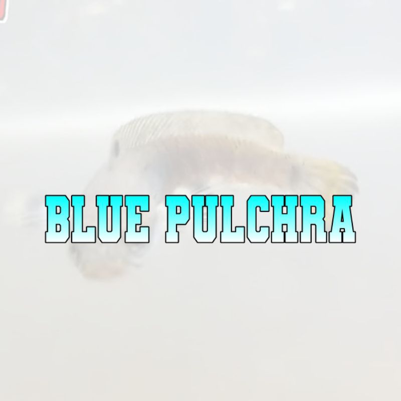 Jual BLUE PULCHRA Omboykan | Shopee Indonesia