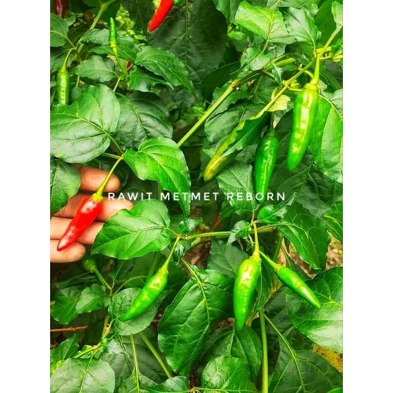 Jual 5 BUNGKUS RAWIT METMET REBORN | BIBIT CABE RAWIT HIJAU MERUNDUK ...