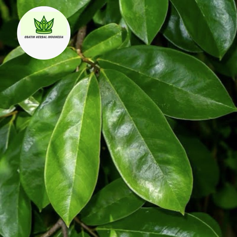 Jual PROMO 1KG Daun Sirsak Segar Organik Herbal Obat Kanker Tumor Daun ...