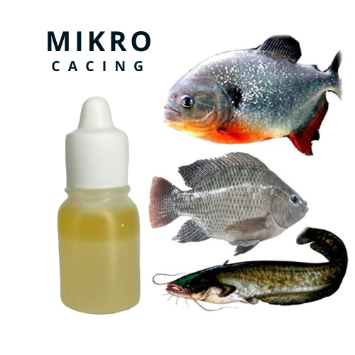 Jual Essen Mikro Khusus Cacing Essen Ikan Lele Media Cacing Essen ...