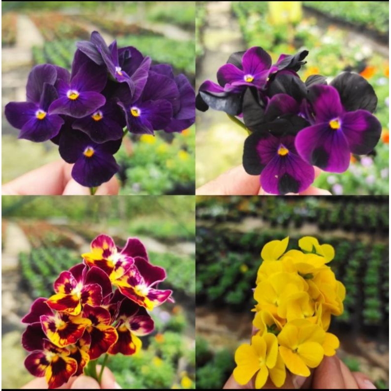Jual Paket Edible Flower Viola Mix Colors | Shopee Indonesia