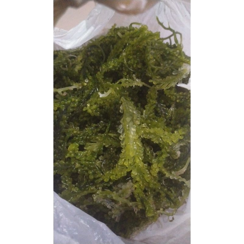 Jual 500g Anggur laut/sea grapes/Latoh/Lawi-Lawi/Umibudo Segar | Shopee ...