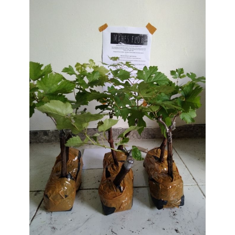 Jual BIBIT ANGGUR IMPOR HASIL GRAFTING SIAP TANAM ( Order Minimal 3 ...
