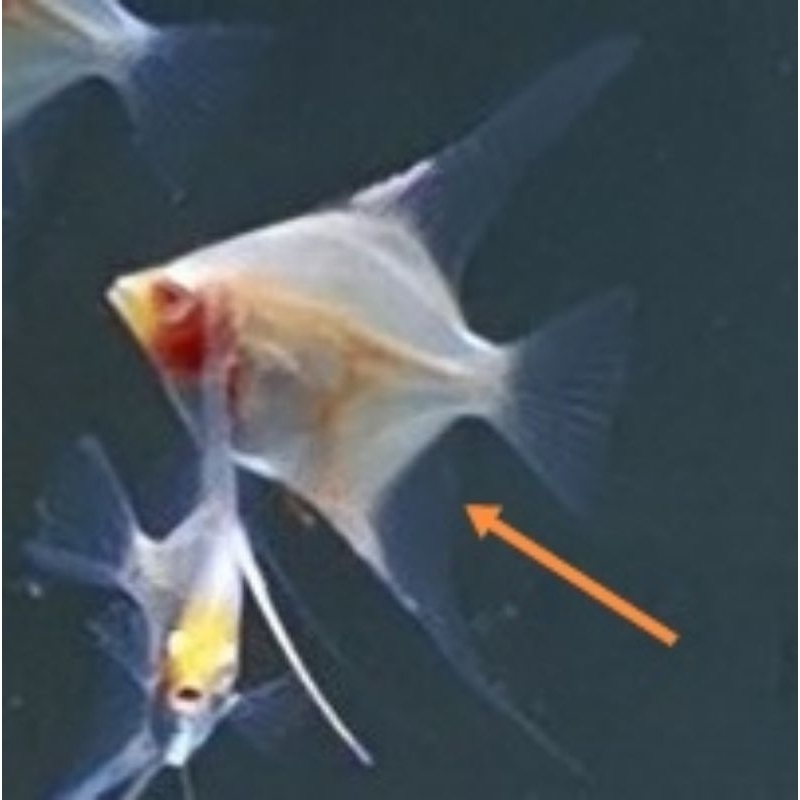 Jual Ikan hias Angelfish atau Manfish Red Eye Albino. ukuran kurleb 2 ...