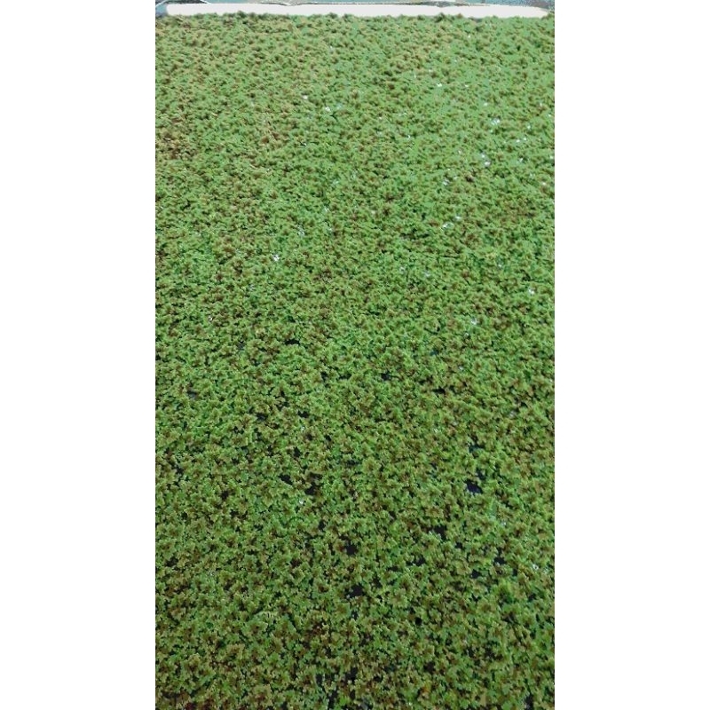 Jual Bibit Azolla Microphylla pakan ternak 500 gram | Shopee Indonesia