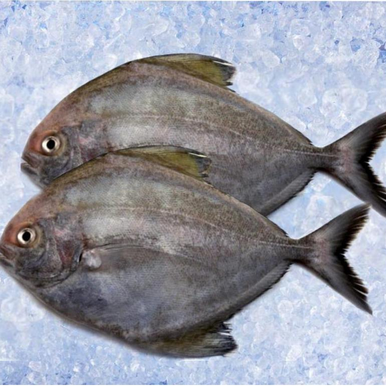 Jual Ikan Bawal Hitam Segar Ikan Bawal Laut 1Kg | Shopee Indonesia