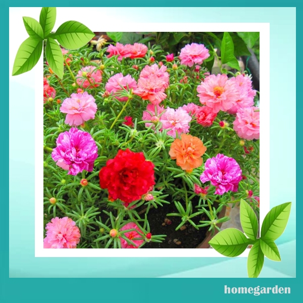 Jual Homegarden 1000 Pcs Benih Bunga Moss Rose Warna Warni Benih Bunga ...