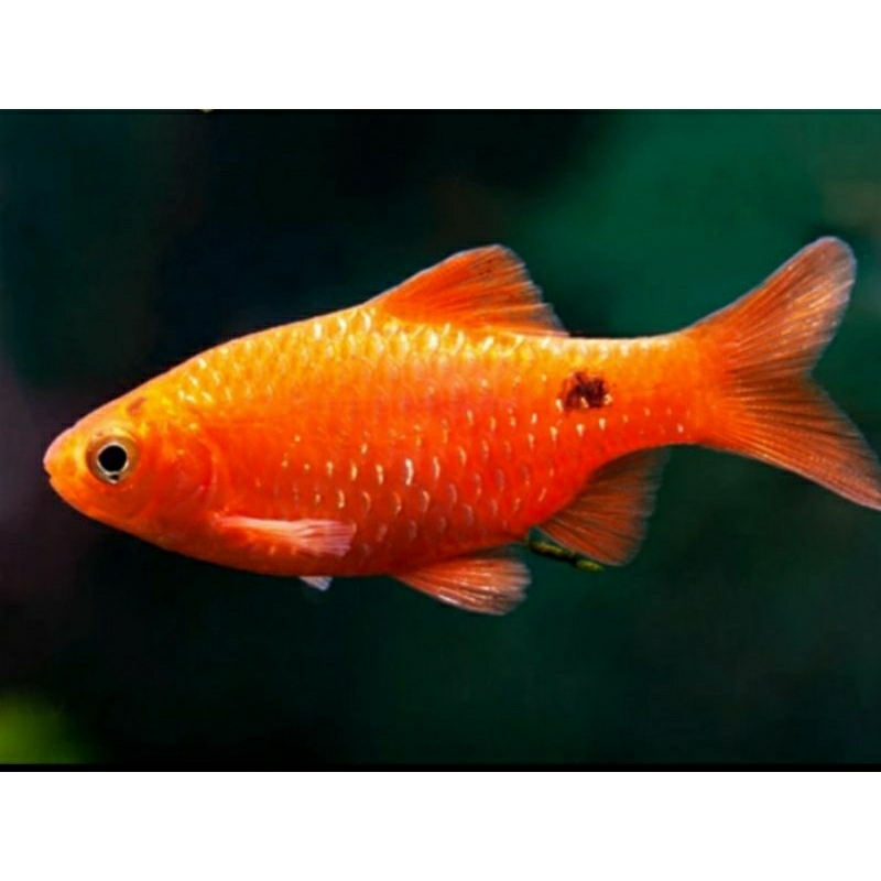 Jual ikan hias barbir rosy barb tetra barb / ikan rosybarb / ikan hias ...