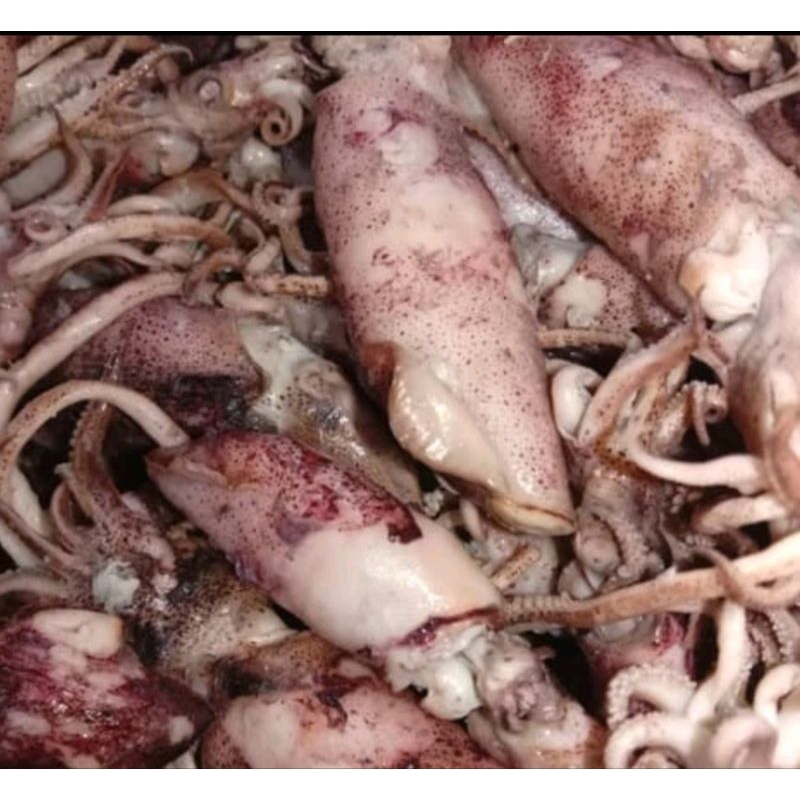 Jual BABY CUMI / CUMI ASIN 500 GRAM | Shopee Indonesia