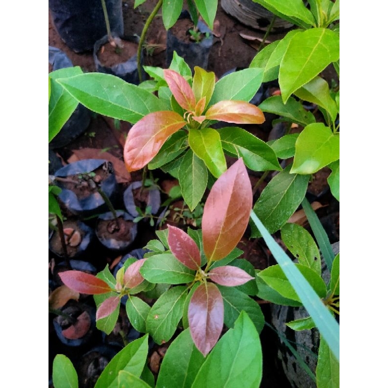 Jual Alpukat Red Vietnam Live 7500 | Shopee Indonesia