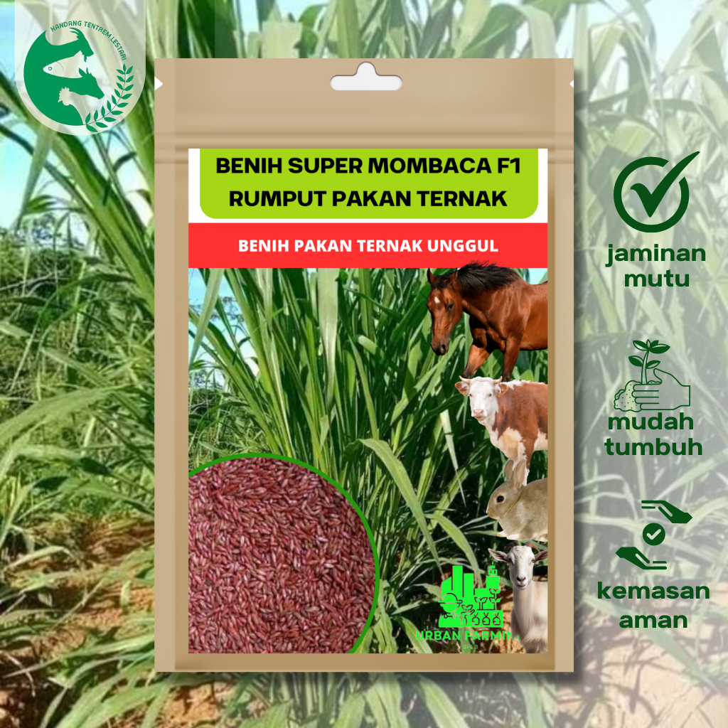 Jual Benih Rumput Super Mombaca F1 400 Biji Urban Farming | Shopee Indonesia