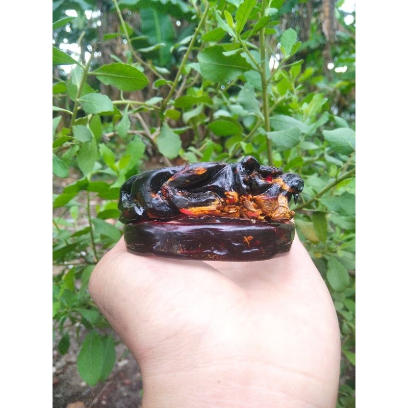 Jual gelang akar bahar merah tembus cahaya ukir maung (engsel) | Shopee ...