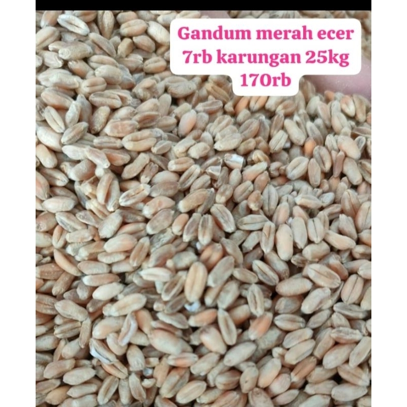 Jual gandum Untuk peternak paket 30 kg | Shopee Indonesia