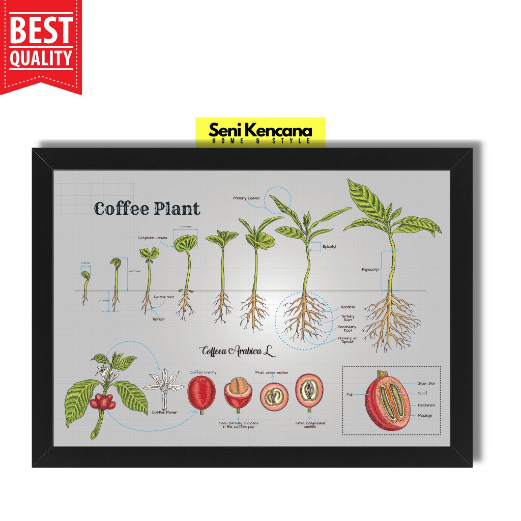 Jual Poster Coffee Plant Arabica Green Bean Frame Kopi Bingkai Kayu ...