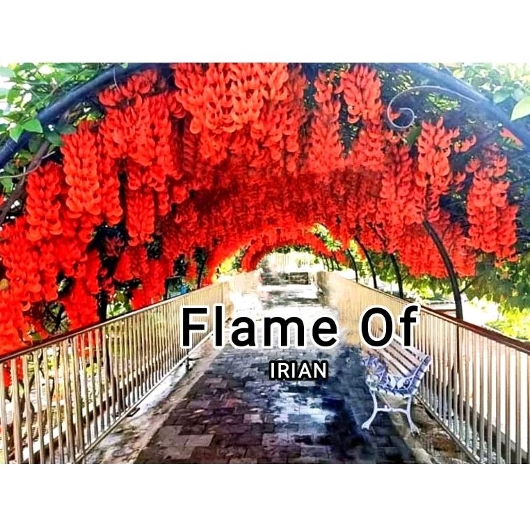 Jual Tanaman Flame Of Irian / Tanaman rambat | Shopee Indonesia