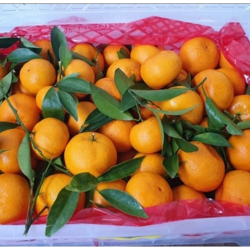 Jual Jeruk Santang daun premium / buah jeruk Mandarin shantang daun ...