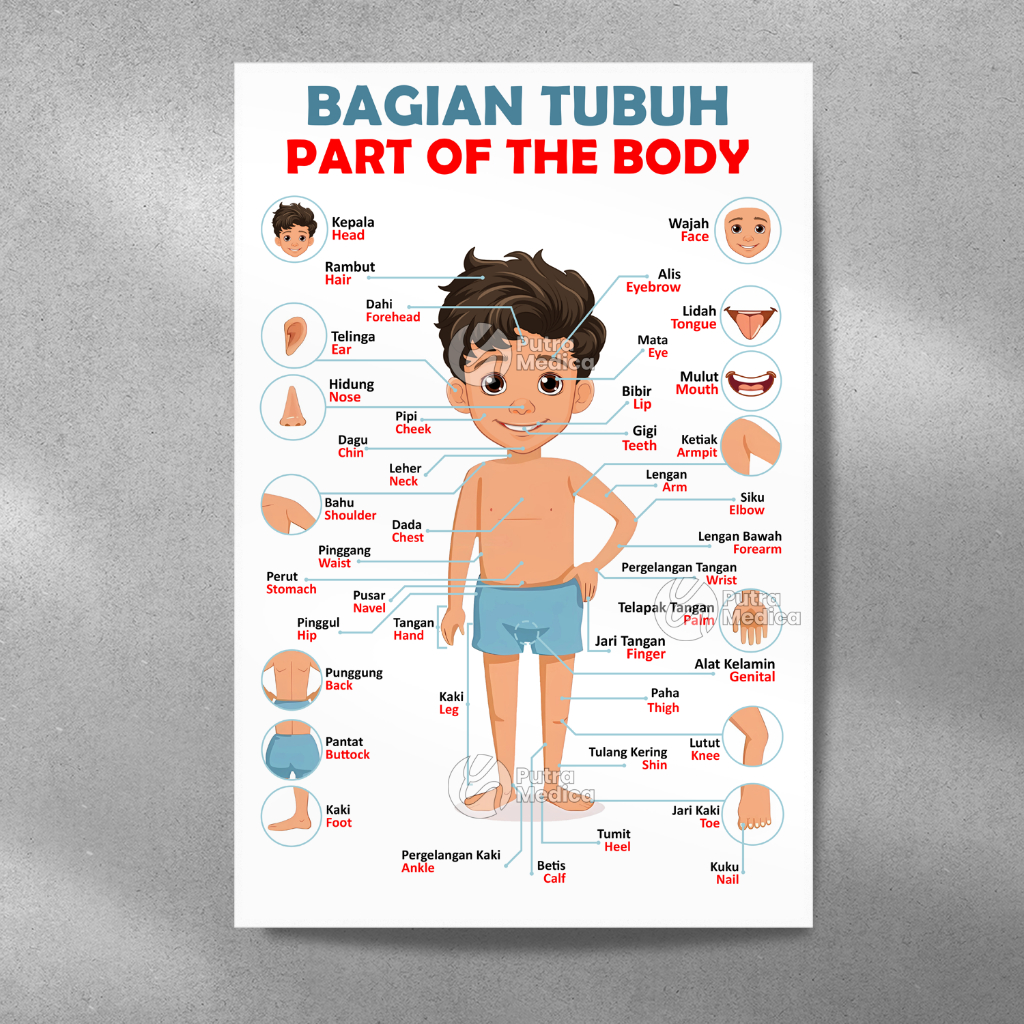 Jual Poster Bagian Tubuh Anak Laki - Laki dan Perempuan A3+ / Parts Of ...