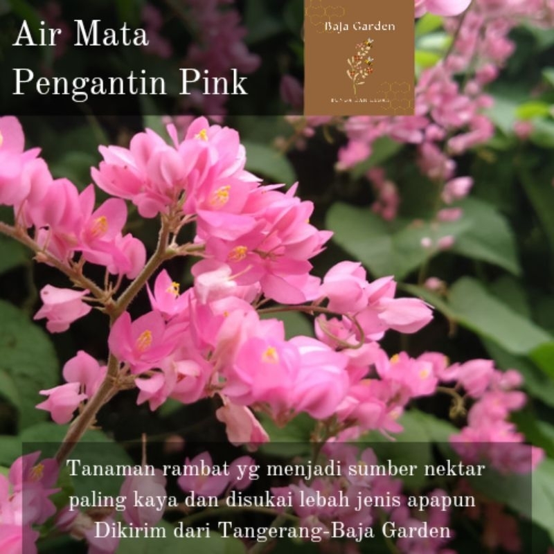 Jual pohon AIR MATA PENGANTIN bibit bunga AMP merambat vegetasi lebah ...