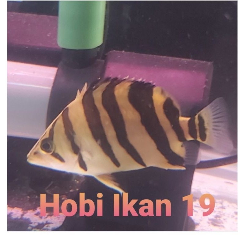 Jual ikan Datz Sumatera 4 Bar Simetris 5-6 cm | Shopee Indonesia