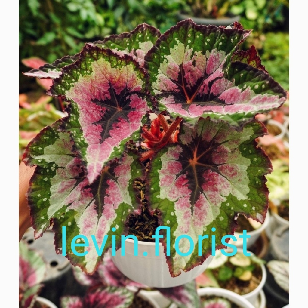 Jual Begonia Christmas / bibit tanaman hias bunga Begonia rex | Shopee ...