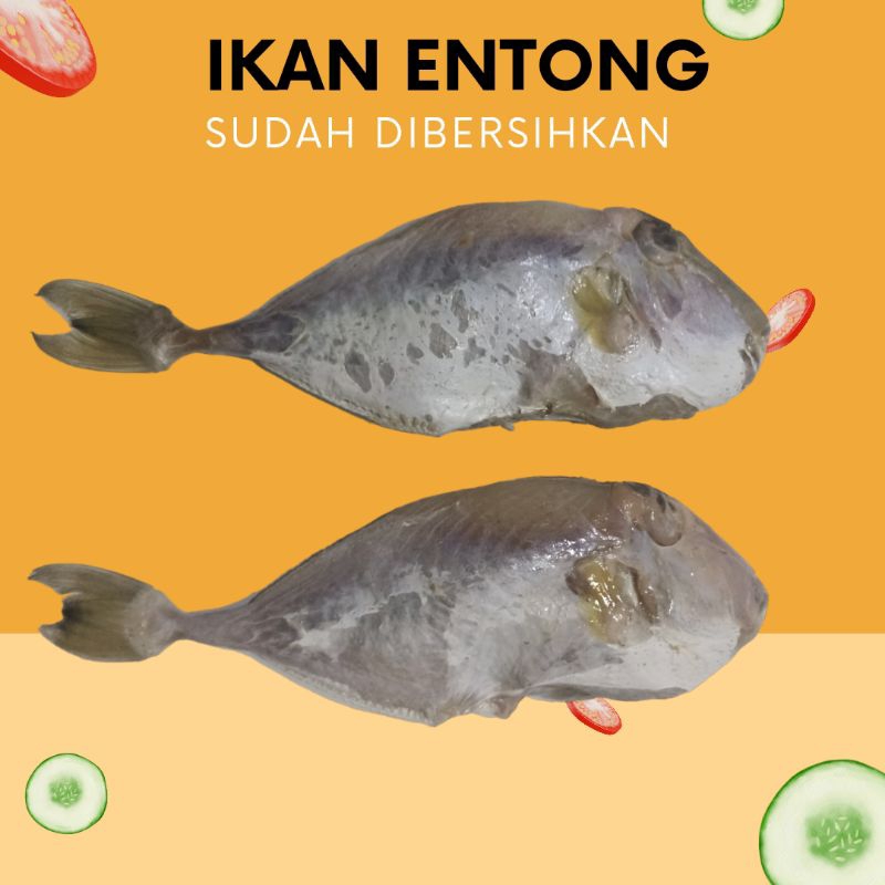 Jual Ikan Etong Bersih Frozen / Ikan Jebong / Ikan Kambing / Ikan Ayam ...