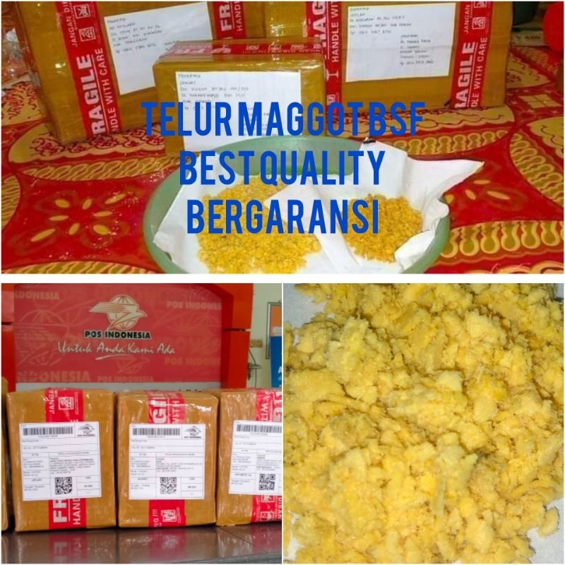 Jual telur maggot 55 gram / bibit maggot lalat bsf murah bergaransi ...