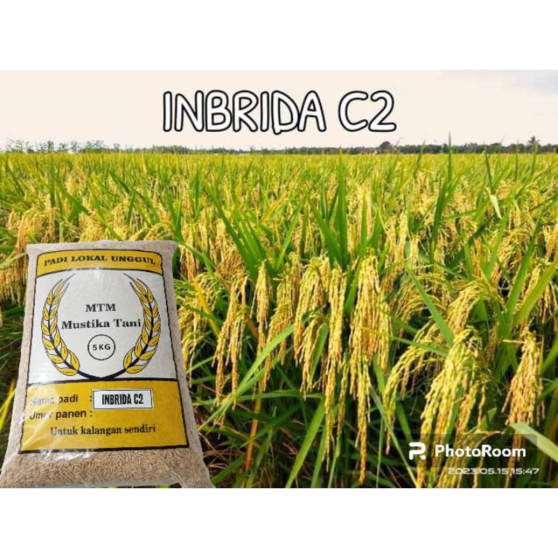 Jual Benih padi inbrida C2 5kg | Shopee Indonesia