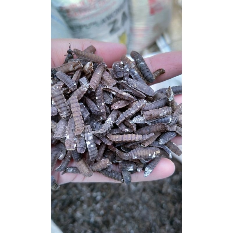 Jual cangkang pupa maggot bsf 100gr / kulit kepompong lalat bsf ...