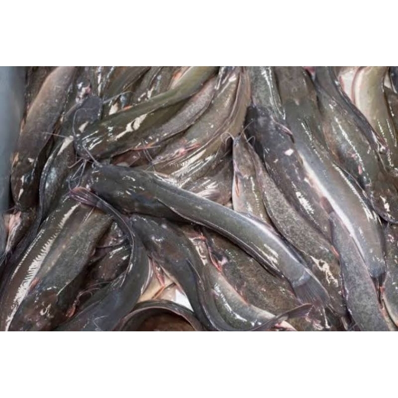 Jual Ikan Lele Segar 1kg | Shopee Indonesia