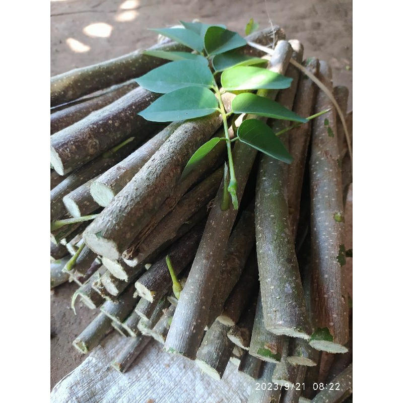Jual 20 Bibit Batang Gamal / kleresede ( Gliricidia sepium ) siap tanam ...