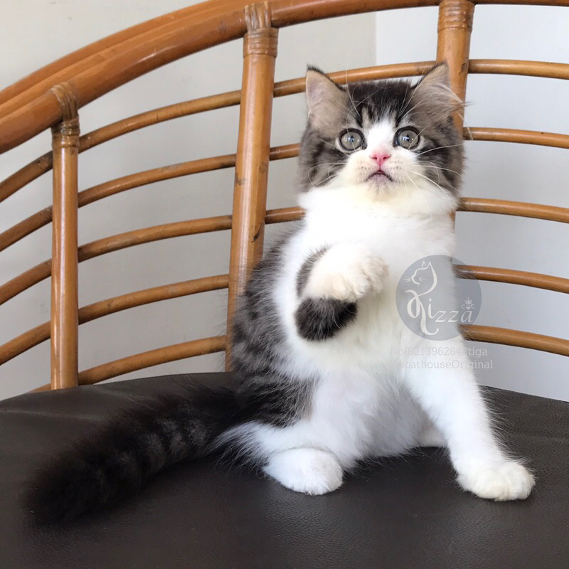 Jual makanan kucing BSH british shorthair mix Exo motif Tuxedo tabby ...