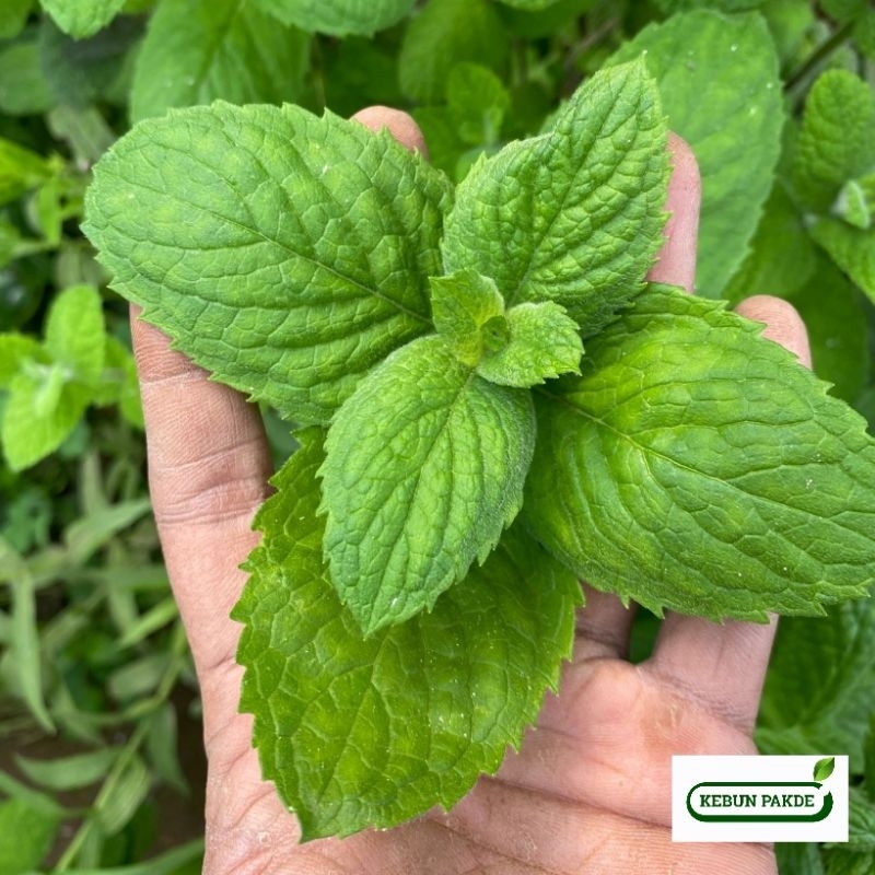 Jual Bibit Tanaman Daun Mint | Egyptian Mint | Siap Tanam | Shopee ...