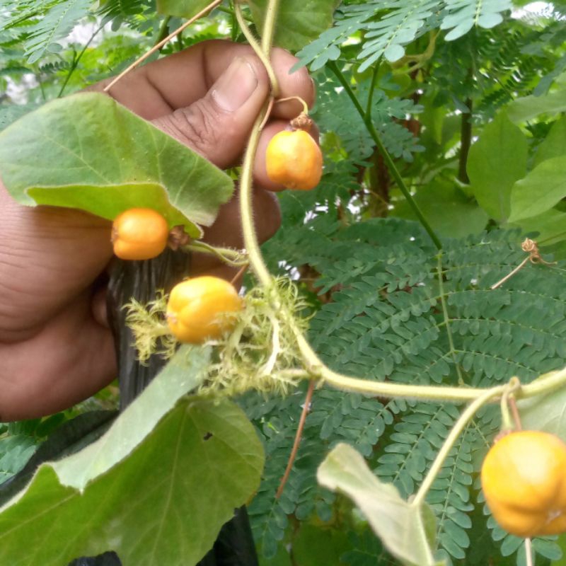 Jual Benih Rombusa Biji Rombusa Bibit Rambutan Hutan Markisa Mini Isi ...