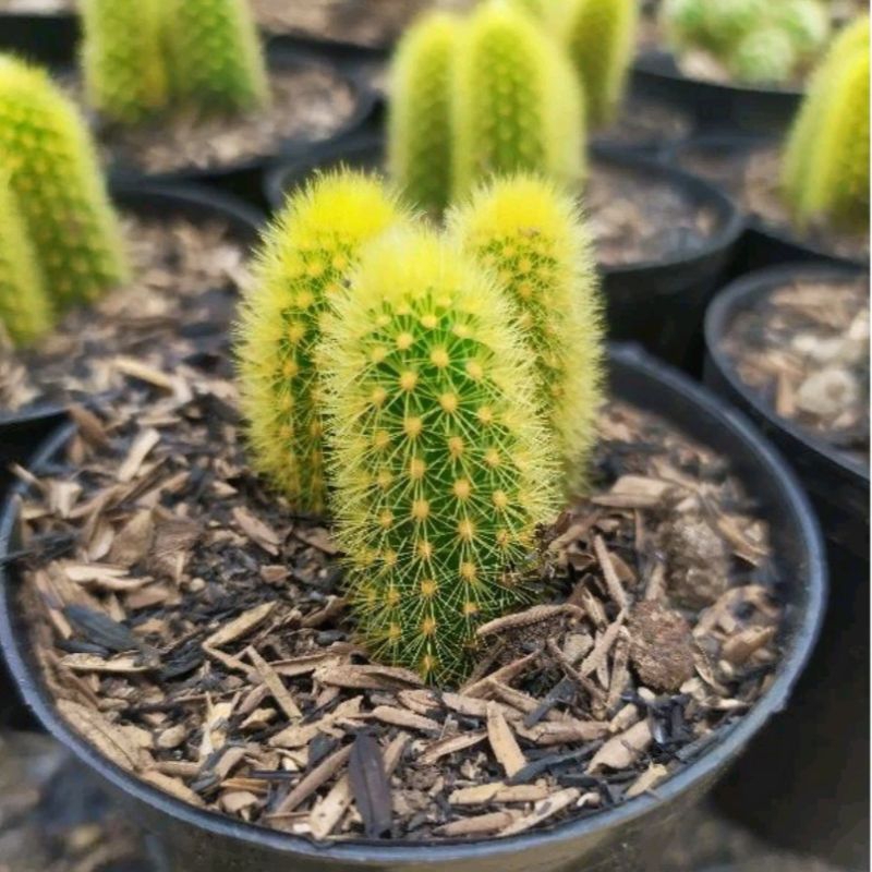 Jual Kaktus Ekor Tupai Kuning Ownroot 3pcs | Shopee Indonesia