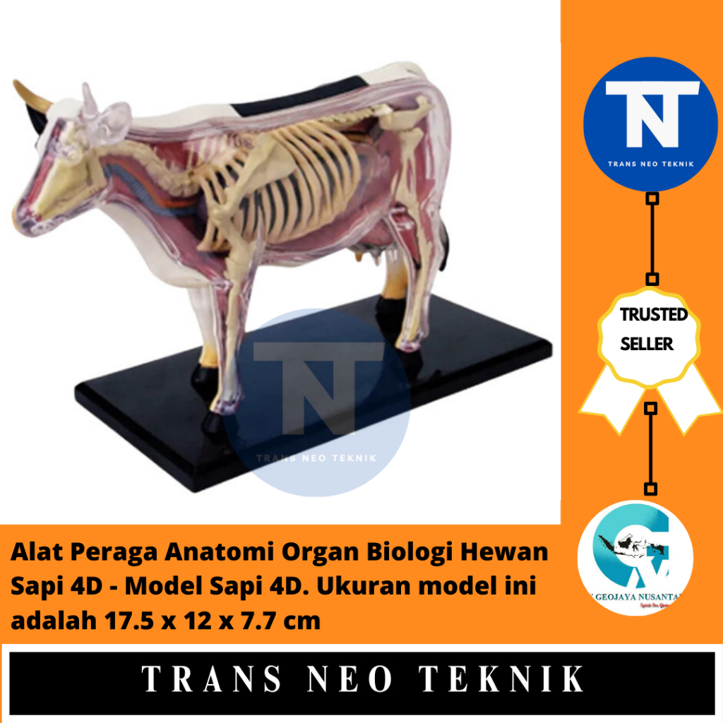Jual Alat Peraga Anatomi Organ Biologi Hewan Sapi 4D - Model Sapi 4D ...