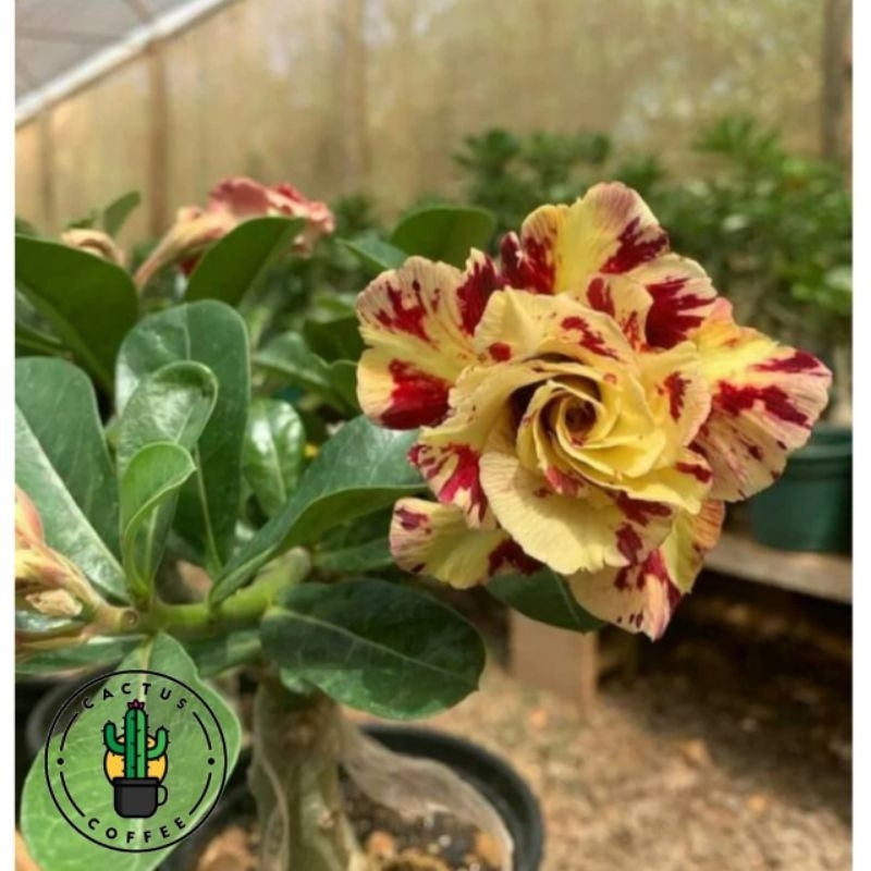 Jual ADENIUM BUNGA TUMPUK BUNGA TWISTER / TANAMAN HIAS BUNGA ADENIUM ...