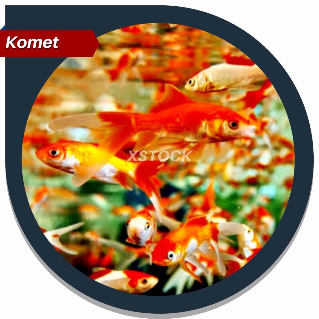 Jual PAKET AQUARIUM KACA FULLSET 60CM 50 40 30CM VIA INSTAN/GOJEK TANK ...