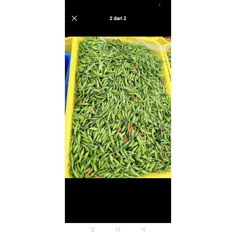 Jual Cabe Rawit Segar Cabe Rawit Super Pedas 1 Kg | Shopee Indonesia