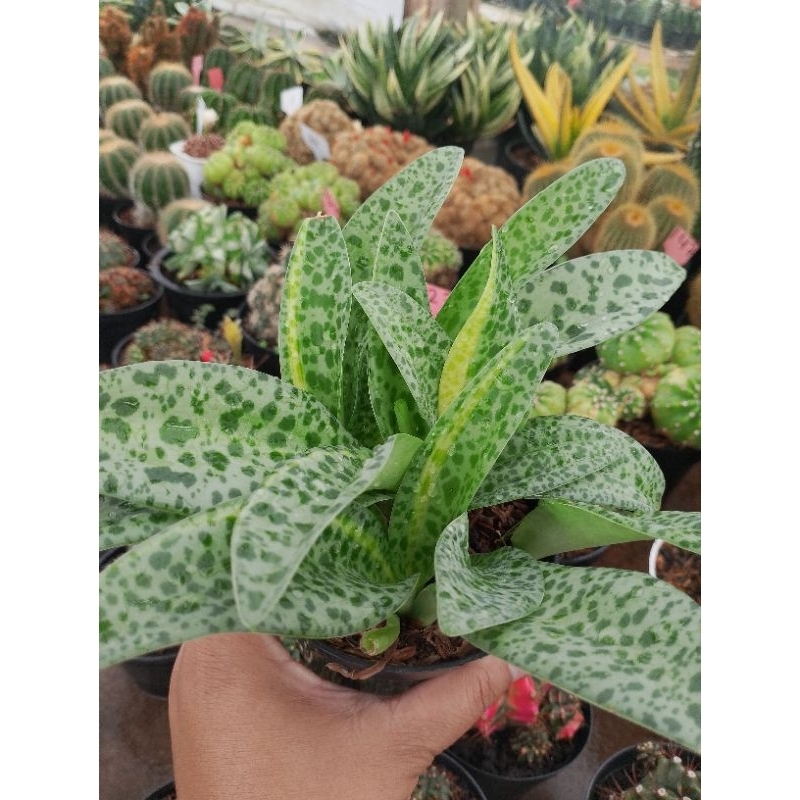 Jual tanaman lidah katak rimbun | Shopee Indonesia
