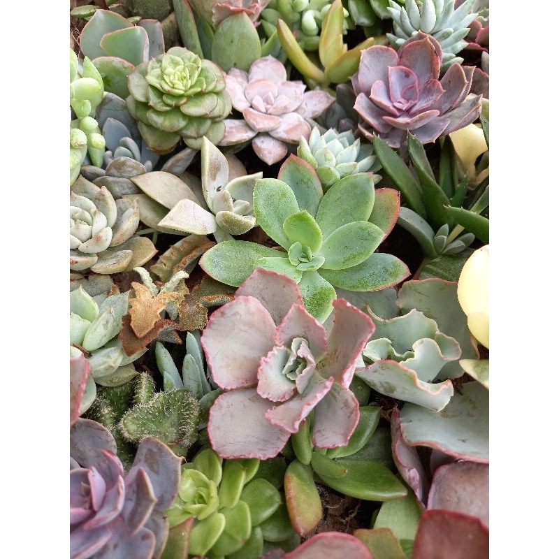 Jual tanaman sukulen paket isi 15pcs plus pot diameter 8cm | Shopee ...