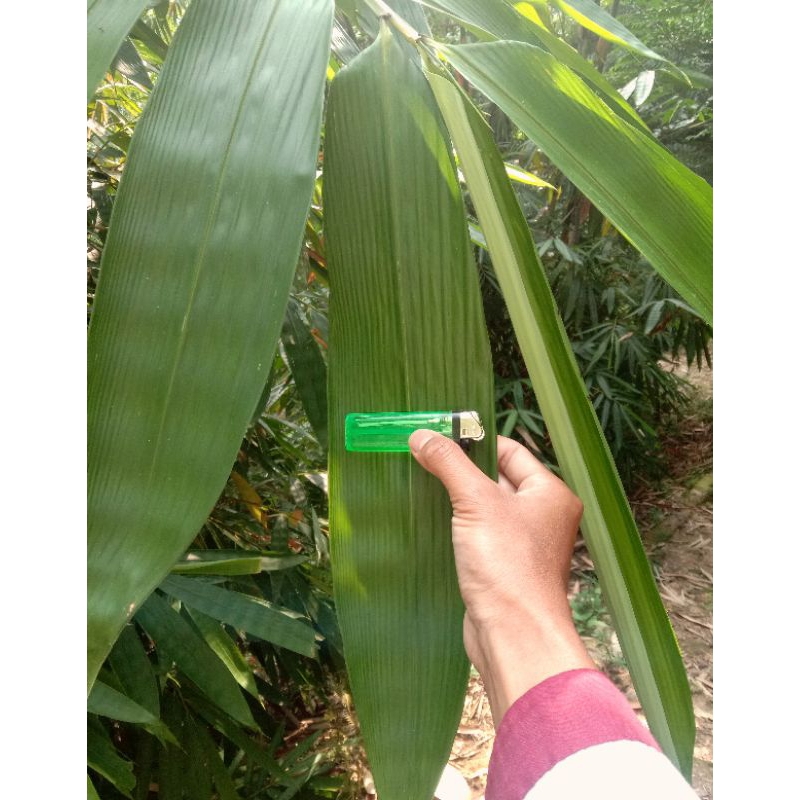 Jual DAUN BAMBU JUMBO 100 LEMBAR & TALI BACANG 100 BIJI TERBUAT DARI ...