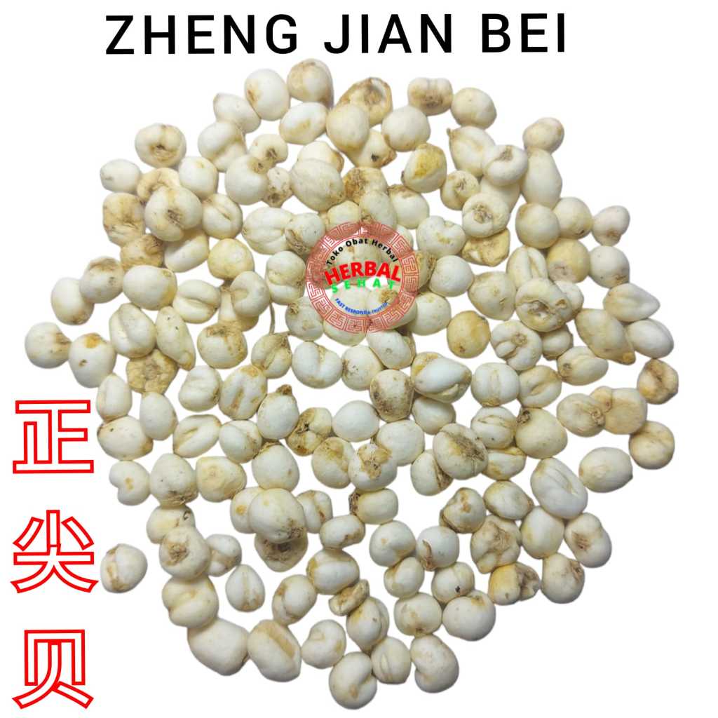 Jual 600 gram Grade A Chuan Bei Mu Pi Mu 川贝母 Bulbus Fritillariae ...