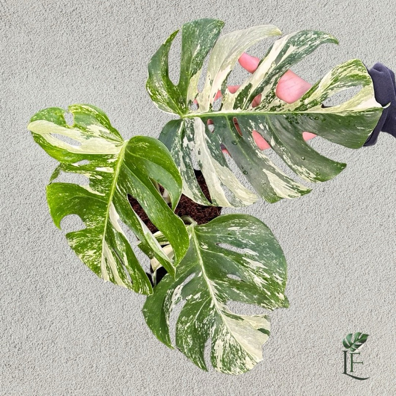 Jual Monstera Variegata Marble | Shopee Indonesia